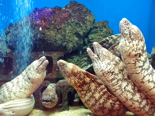 ウツボ料理を食べてみよう！おすすめ10選と捌き方をご紹介！ | Leisurego | Leisurego